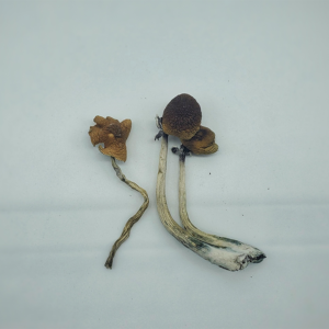 Magic Mushrooms – Zombie – Astro Buds