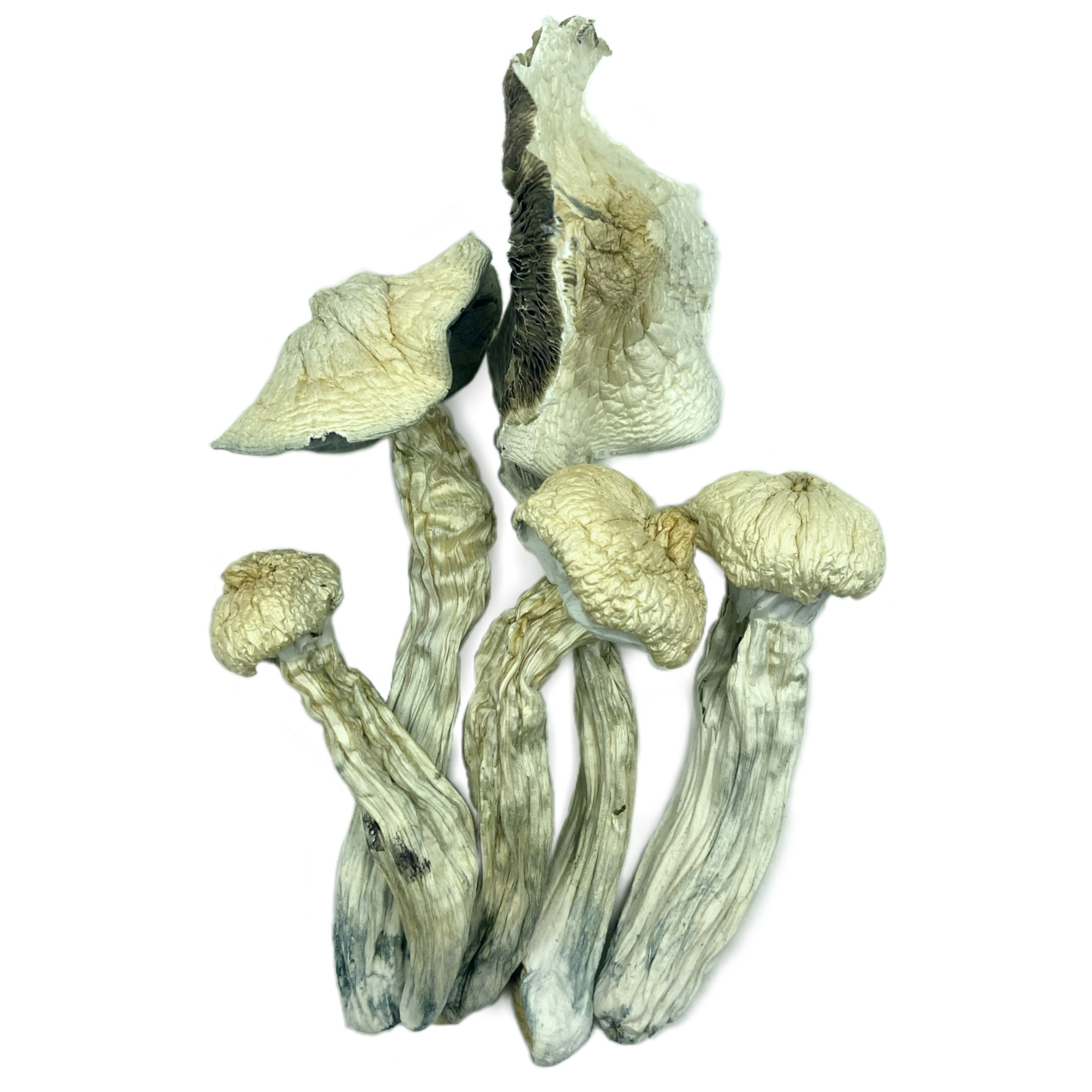 Albino Rollercoaster Magic Mushroom – Astro Buds