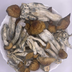 Blue Pulaski Magic Mushroom – Astro Buds