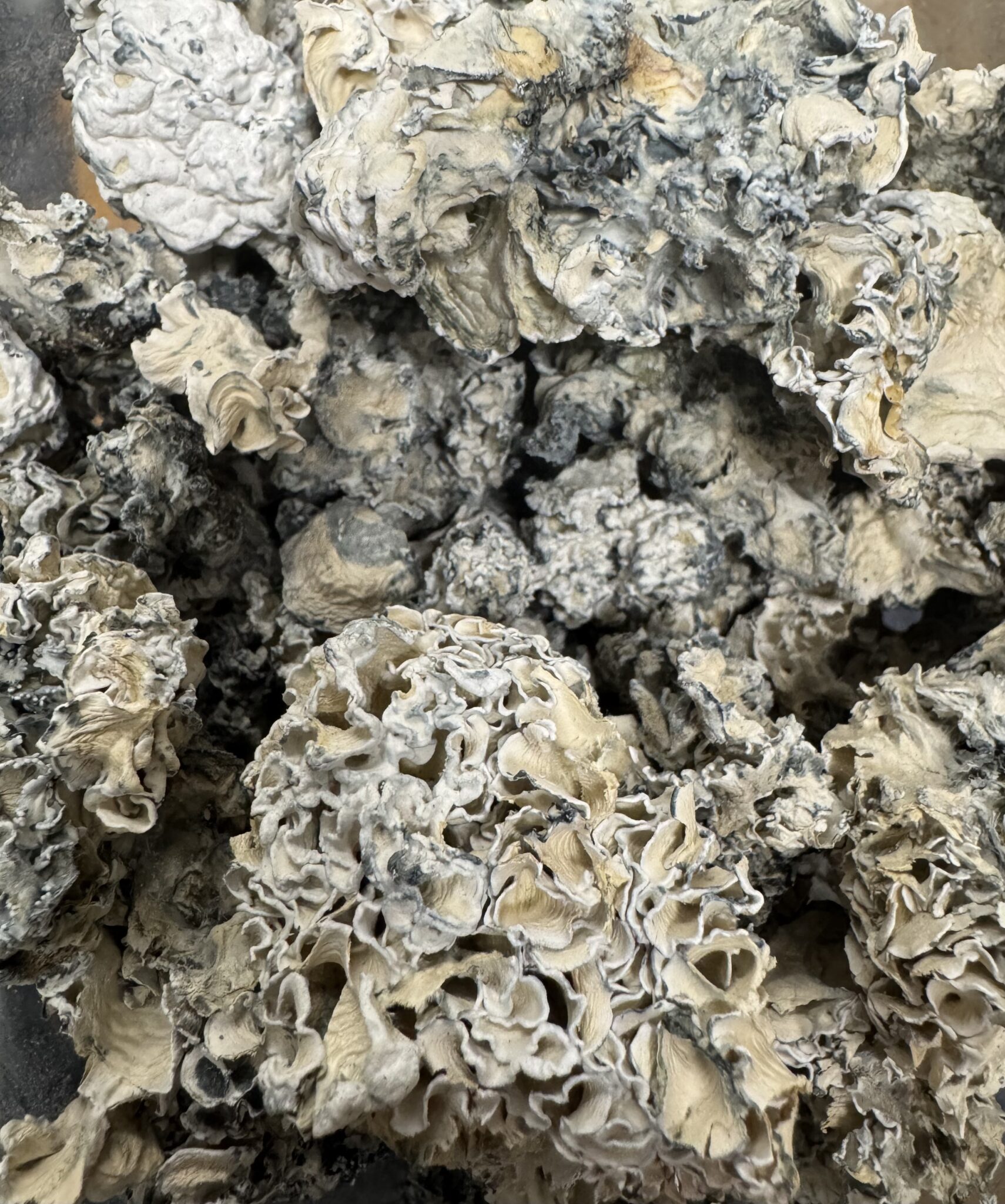 Astro Buds – Same Day Delivery Marijuana – We're Out Of This World